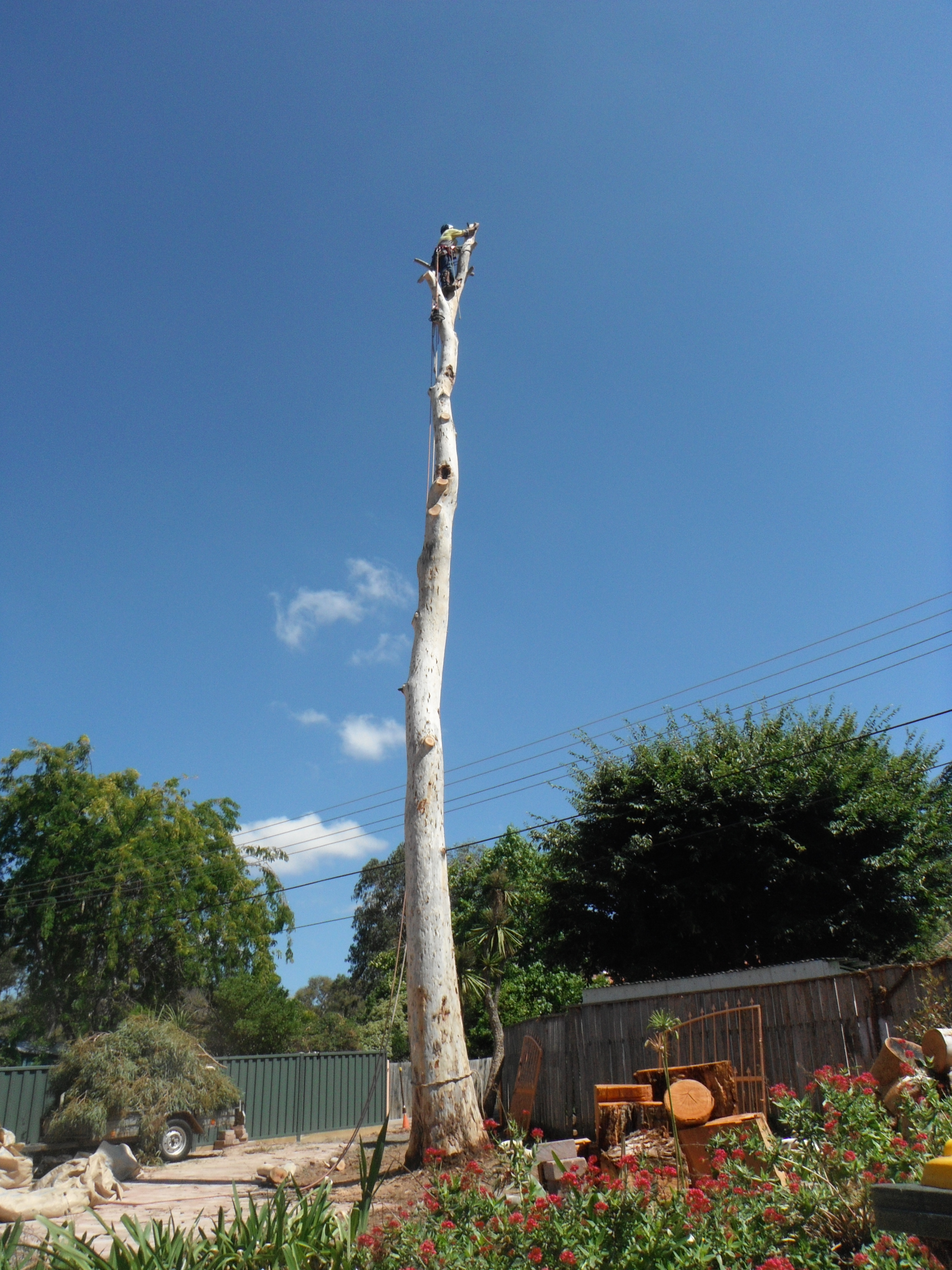 Flourish Tree and Garden Service – Torrens ACT – 48 Reviews